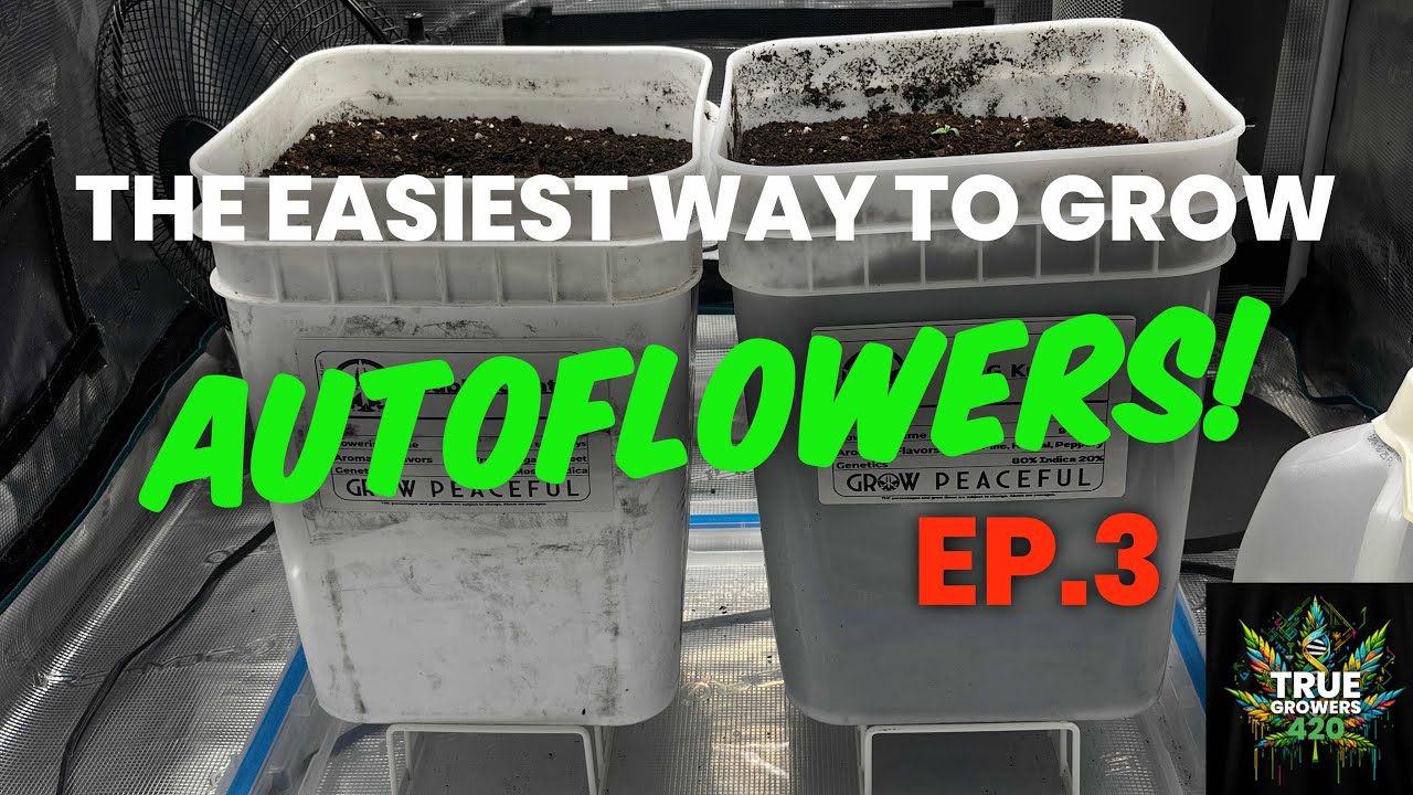 The Easiest Way To Grow Autoflowers! Ep.3 Grow Peaceful - YouTube