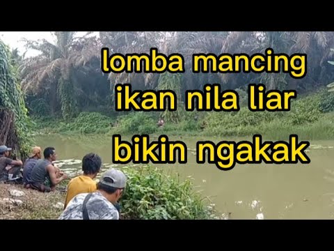 #viral cewe cantik, lomba mancing ikan nila liar, #mancing, #purel, #janda #lucu, #komedi #cara