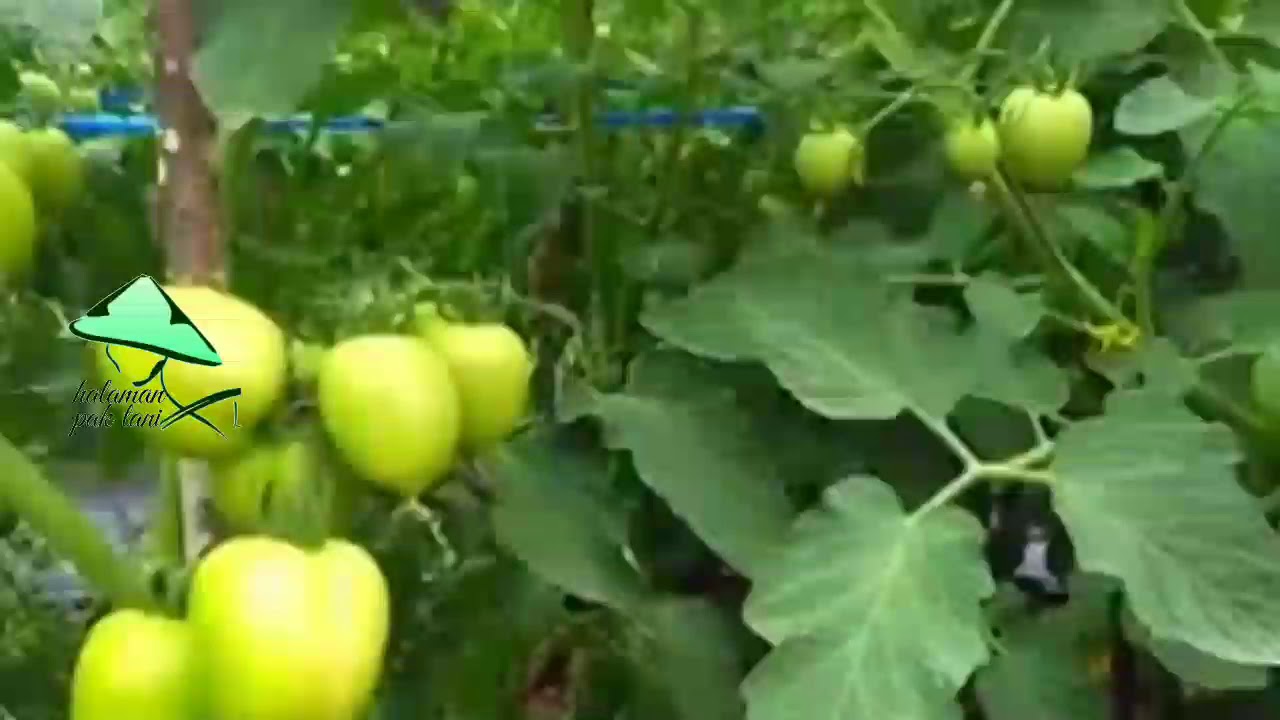 Rahasia tomat besar besar - YouTube