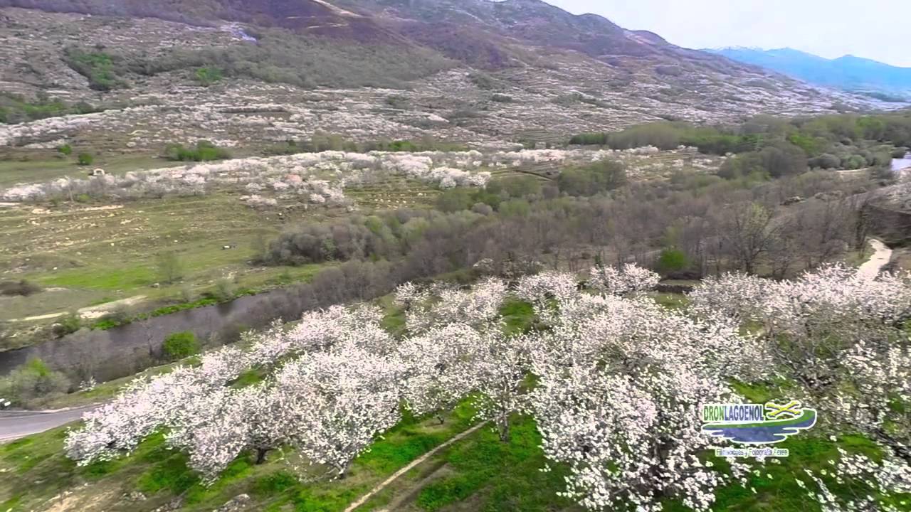 Valle del Jerte.( Cáceres ). El Cerezo en Flor - YouTube