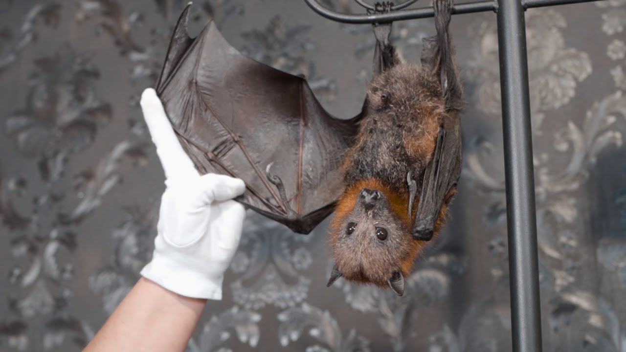 The Vampi Show - LETS GET BATTY - YouTube