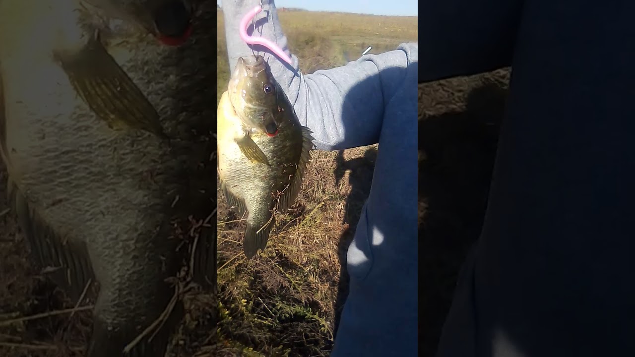 Biggest Redear Sunfish - YouTube