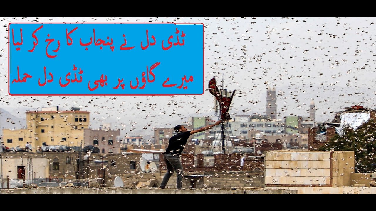 vlog#06|tidi dil in pakistan |Insect Locust Attack On Agriculture Crops ...