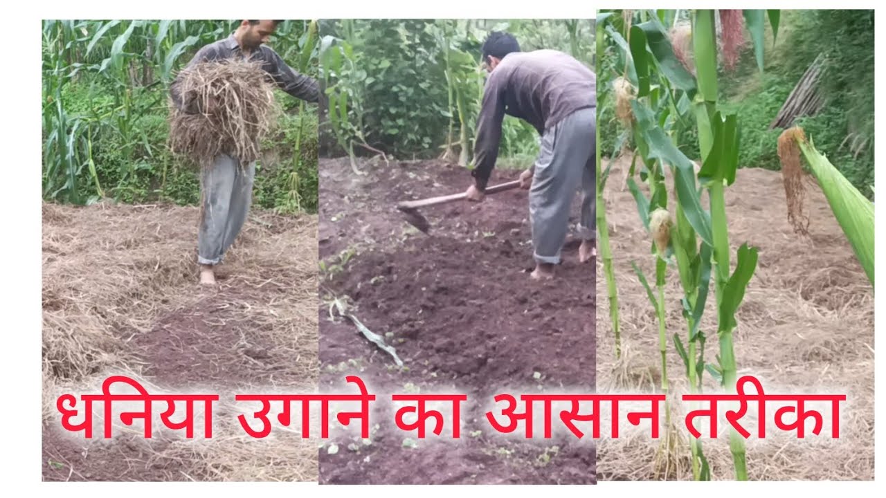 daniya ugane ka aasan tarika//village life style vlog//farming vlog ...
