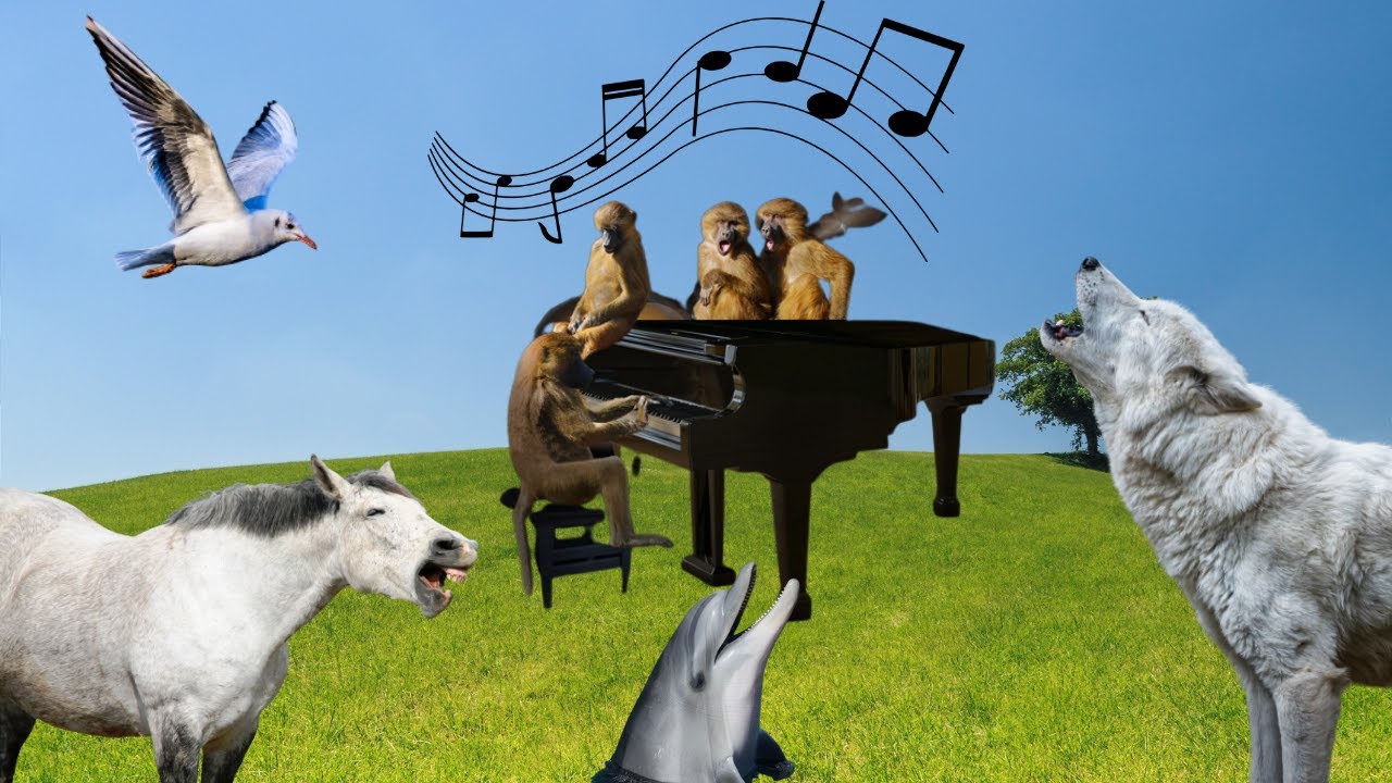 Funny and Funny Animal Sounds, Zebras, Tigers, Monkeys, Dogs, Horses ...