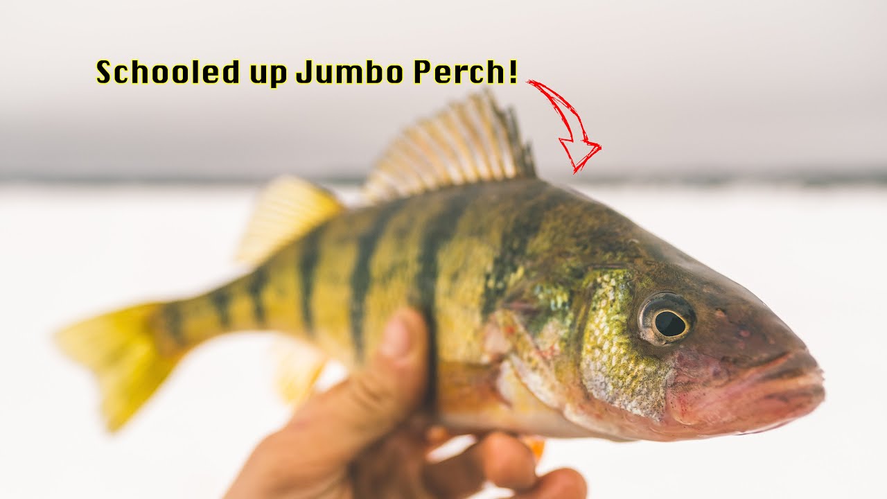 Catching Jumbo Perch - Ice Fishing 2021 - YouTube