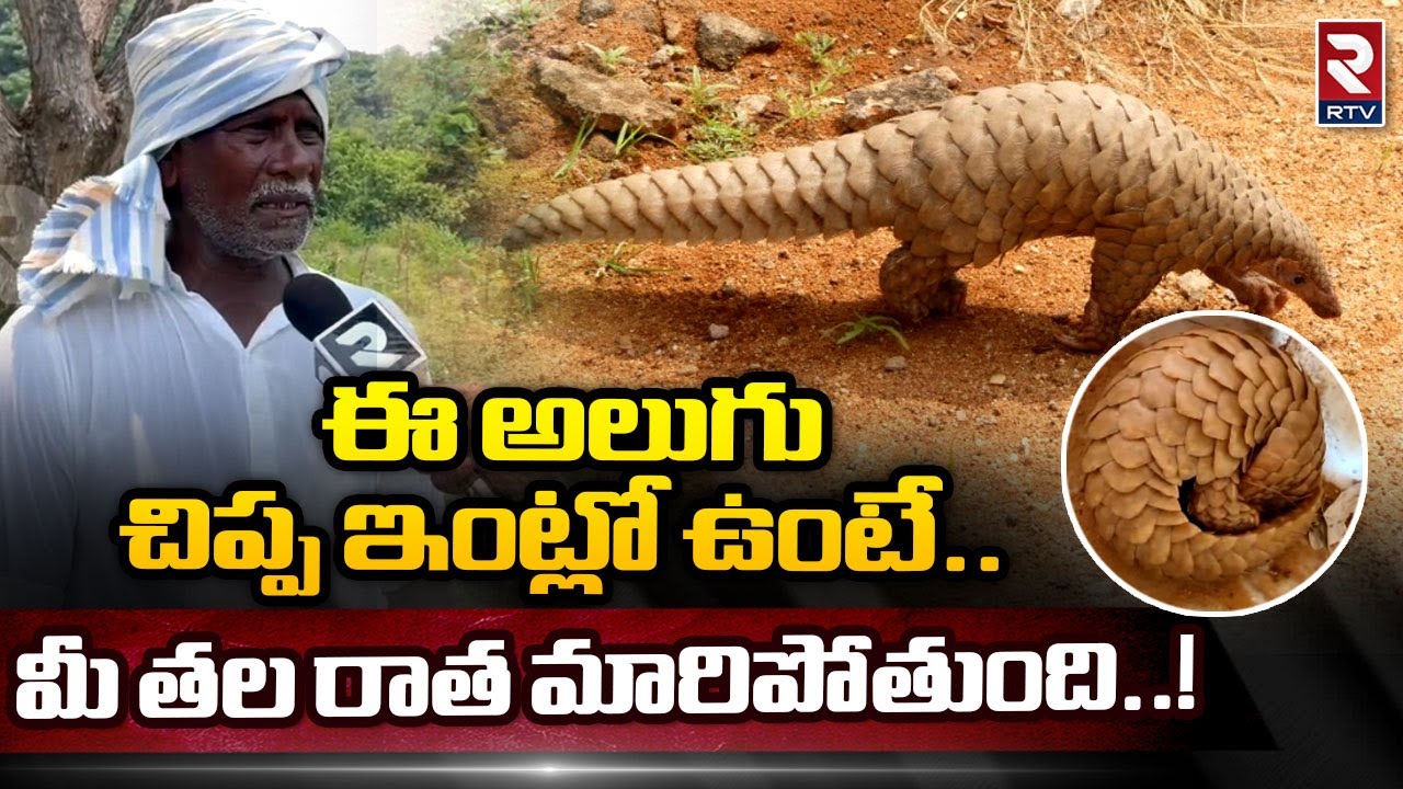 Alugu Animal Special Story : ఈ అలుగు చిప్ప ఇంట్లో ఉంటే.. మీ తల రాత ...