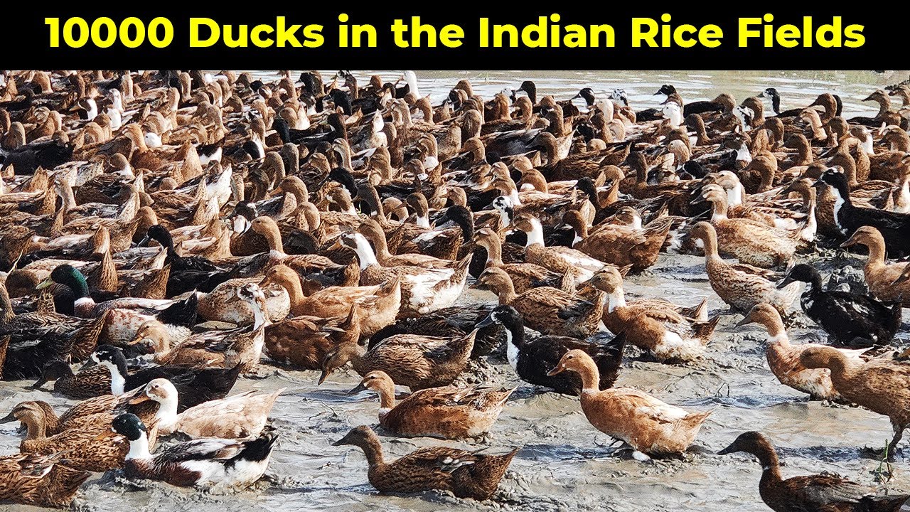 Amazing View of Thousands of Ducks Herding in the Indian Rice Fields ...