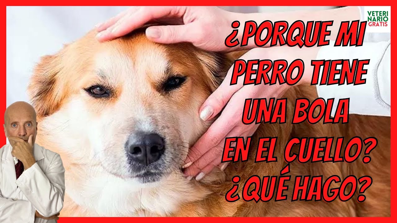 🆘 MI PERRO TIENE UNA BOLA EN EL CUELLO 🆘 ¿POR QUÉ? ¿QUE HAGO? 🆘 CAUSAS ...