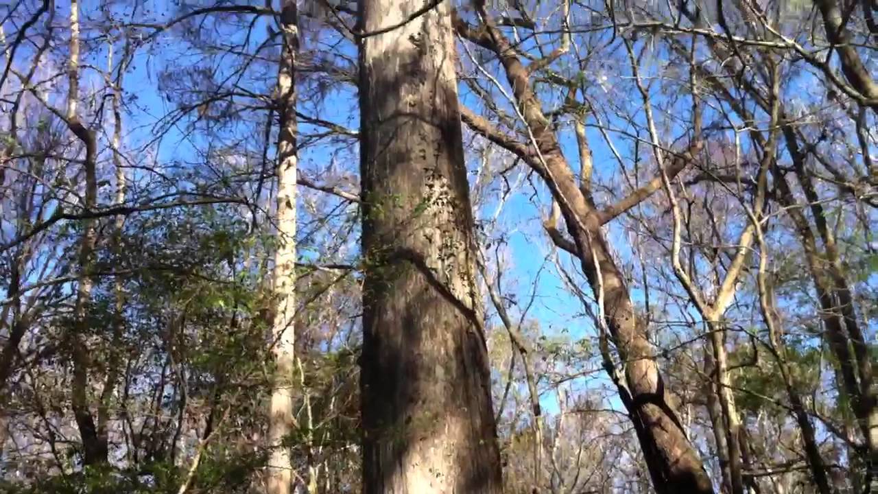 500 year old cypress tree "Old Methuselah" - YouTube