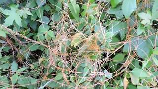 Capital Naturalist: Dodder