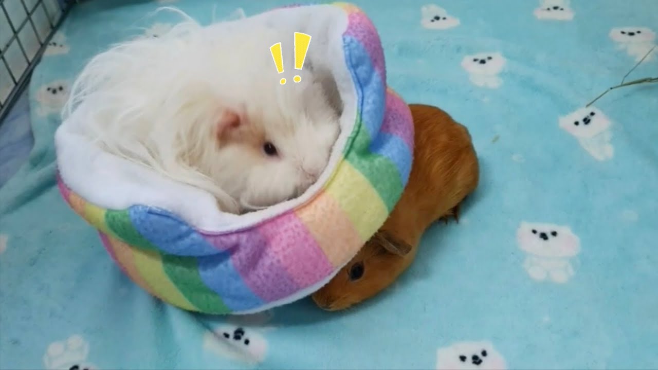 We love playing hide and seek - hughug a guinea pig - YouTube