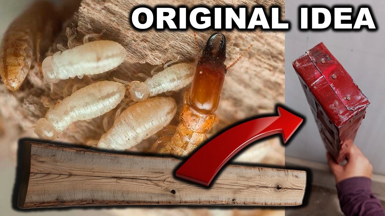 Get raid of TERMITES for EVER - Creative and original SOLUTION - YouTube