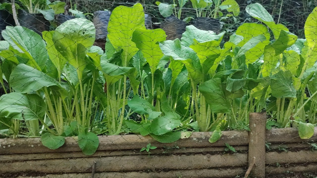 you don't need a large garden, try planting caisim in your yard - YouTube