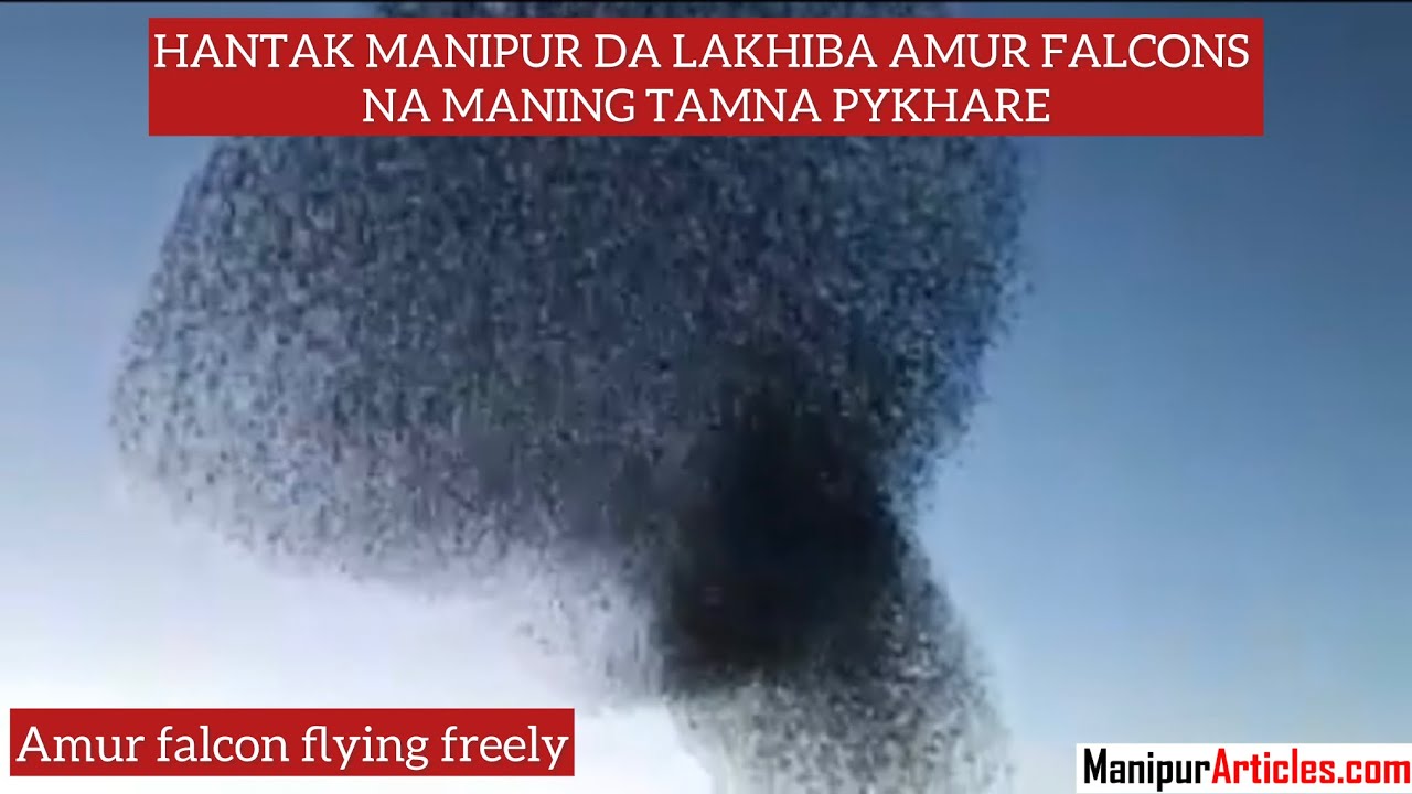 HANTAK MANIPUR DA LAKHIBA AMUR FALCONSNA MANING TAMNA PYKHARE || Amur ...
