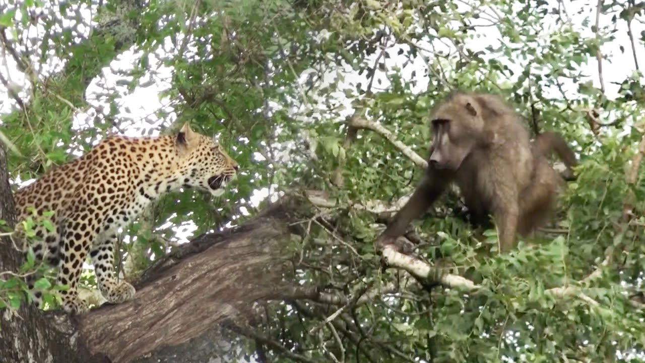 LEOPARD cub and BABOON standoff - YouTube