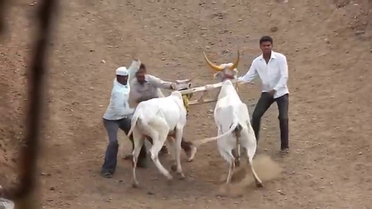 bailgada sharyat pune - YouTube