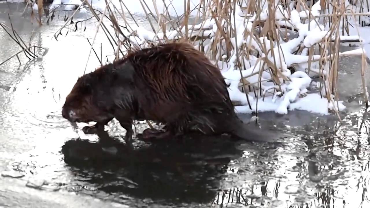 Dutch wild beaver walking on thin ice - YouTube