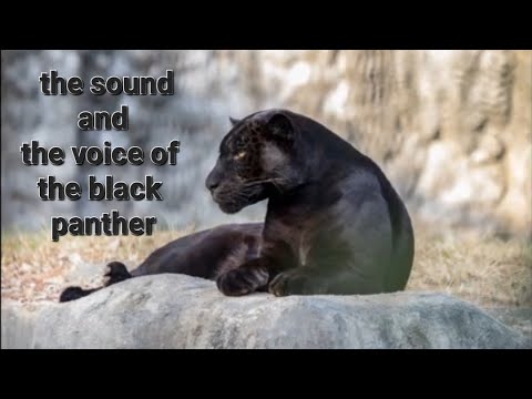 the black panther and sound of black panther - YouTube