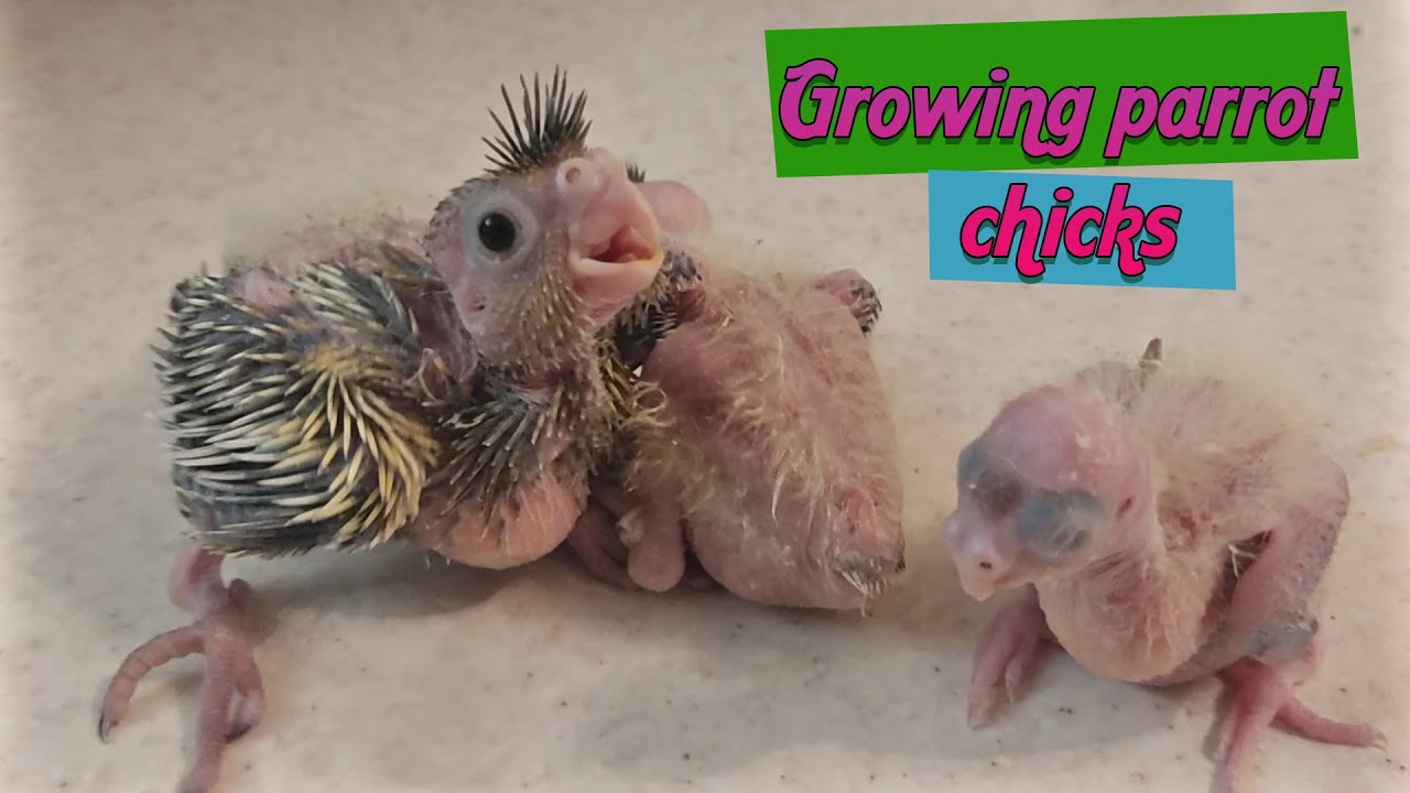 Growing parrot chicks - YouTube
