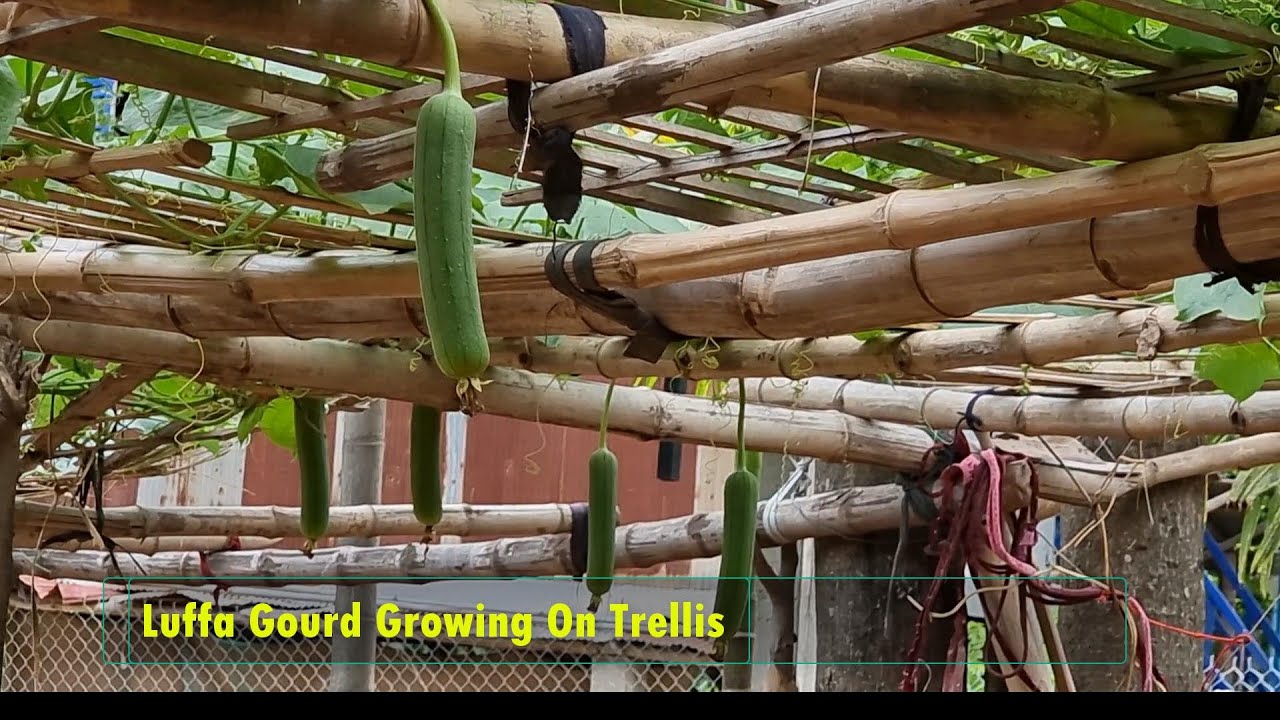 Luffa Gourd Growing On Trellis l Make Your Own Organic Vegetable - YouTube