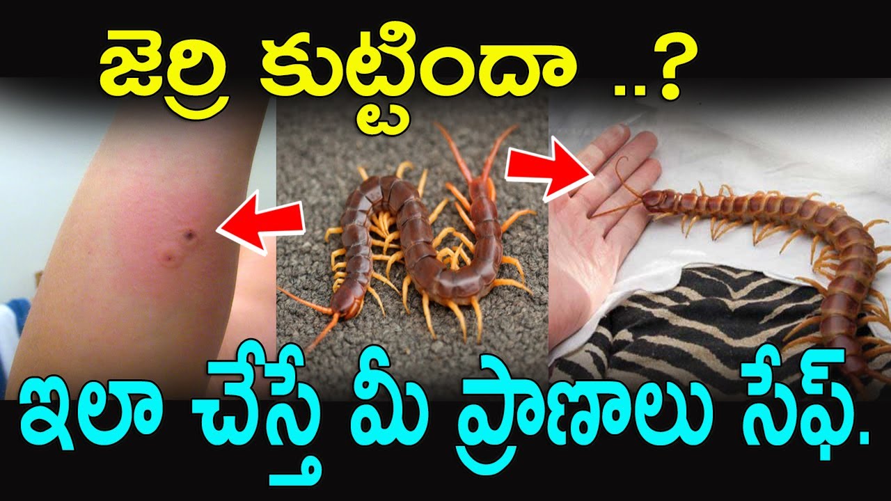 జెర్రి కుడితే నిమిషాల్లోనే విషానికి విరుగుడు, antidote for centipede's ...