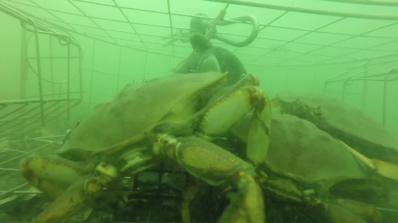 Caught on camera! Crabs maul a shark caught in my crab trap. - YouTube