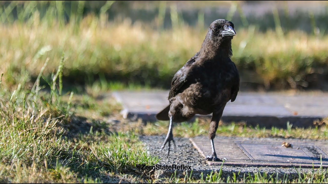 Crow Baby Walks Around Like A Little Kid - YouTube