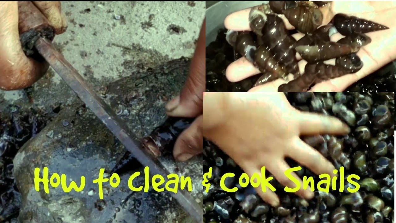 How to Clean Snails || Primitives Snails Cooking Style 50 - YouTube