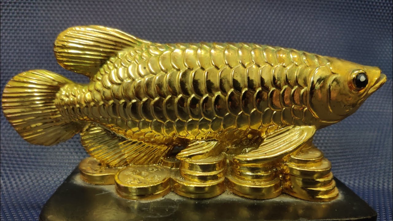 Redtail Golden Arowana || High Back Golden Arowana || Green Arowana ...