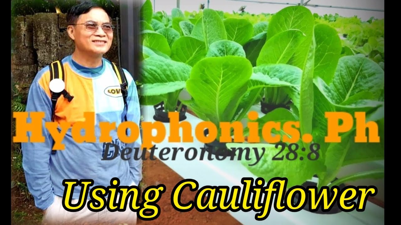 HYDROPONICS using a Cauliflower Seedling | Easy Tips - YouTube