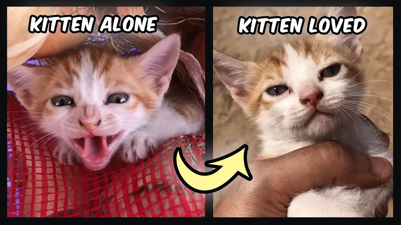 Kitten Attacks Me But quickly changes her mind - YouTube