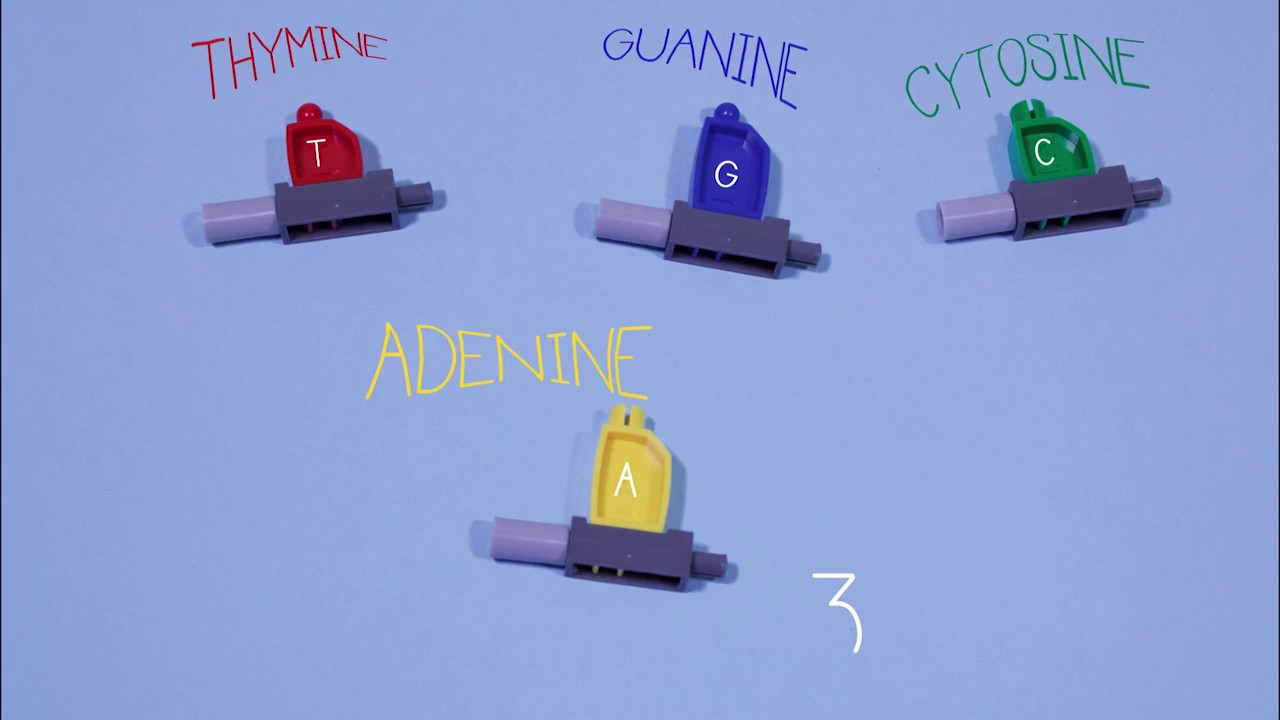 MIT Edgerton Center DNA/RNA Set Video: Introduction to Nucleotides ...