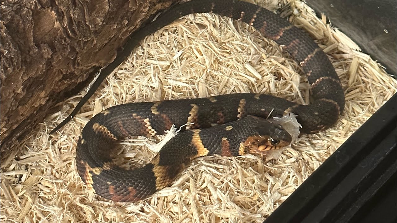 Broad banded water snake Cohab setup + feeding - YouTube