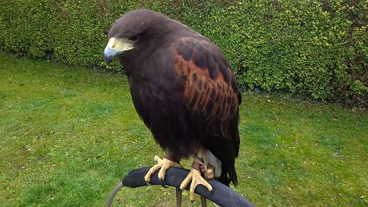 Beak maintenance Harris hawk - YouTube