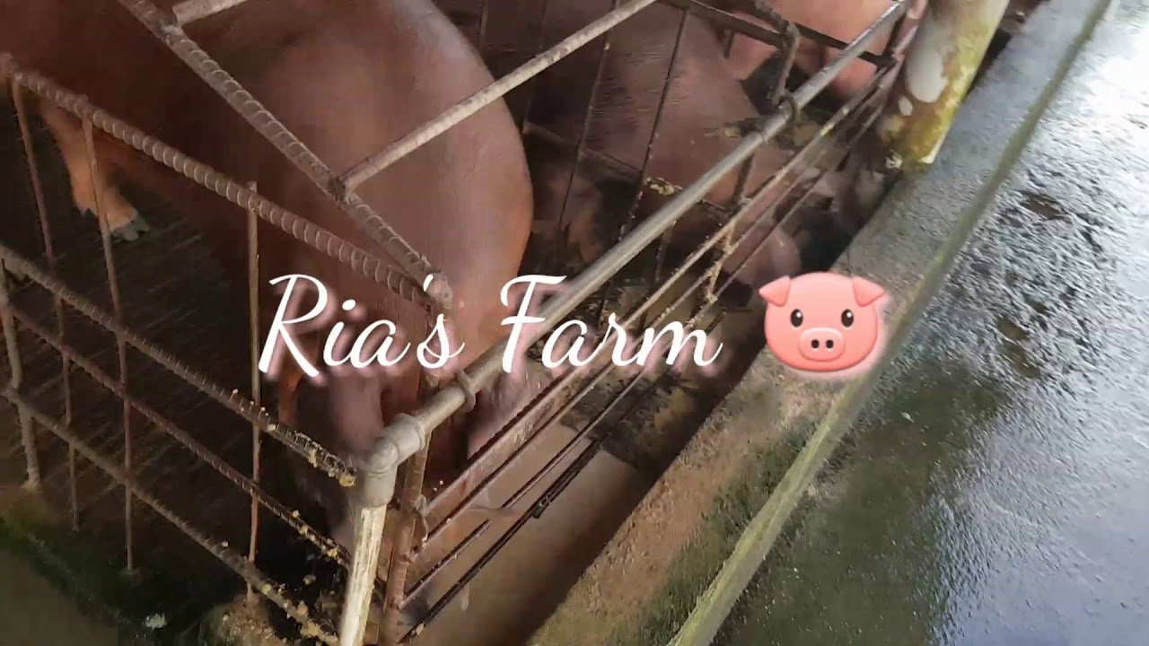Babi penggemukan Ria's Farm Bali - YouTube