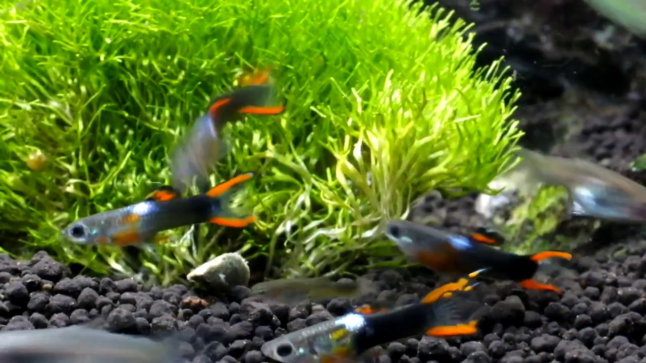 Gup.Endleri Black Fire - YouTube