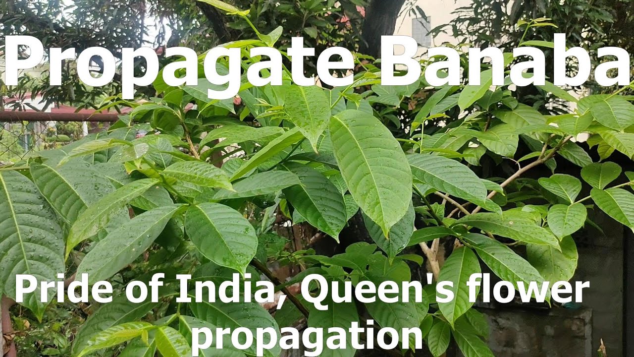 Banaba Tree Propagation Thru Cuttings /Queen's Flower, Pride of India ...