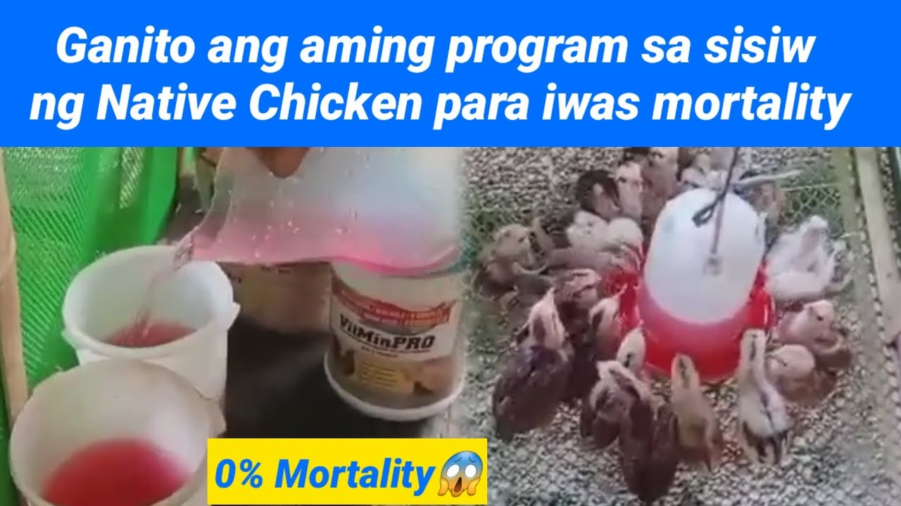 Paano namin napapanatili na malusog at masigla ang mga sisiw ng native ...