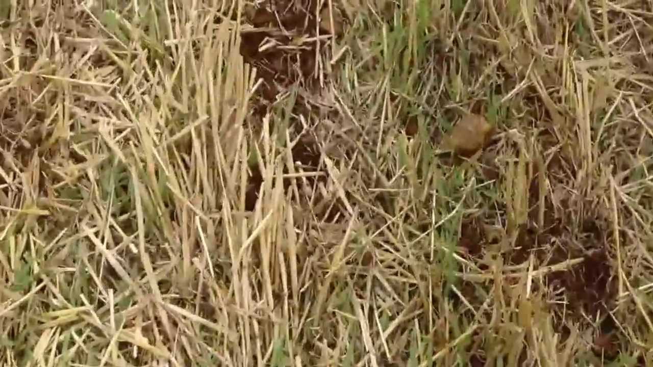 Cross Slot Drill Planting Oilseeds Rape - YouTube