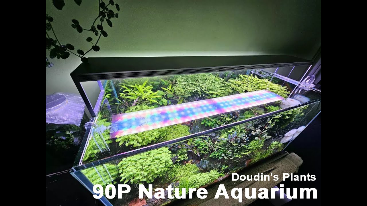 Doudin's Plants - 90P(182l Ada style) Planted Nature Aquarium - YouTube