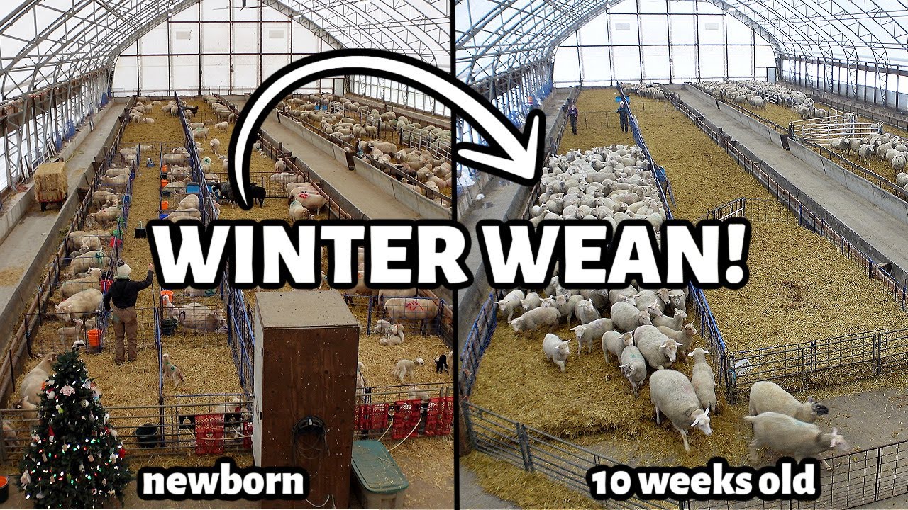 WEANING DAY for our winter lambs!! ...and how we survive WINTER LAMBING ...