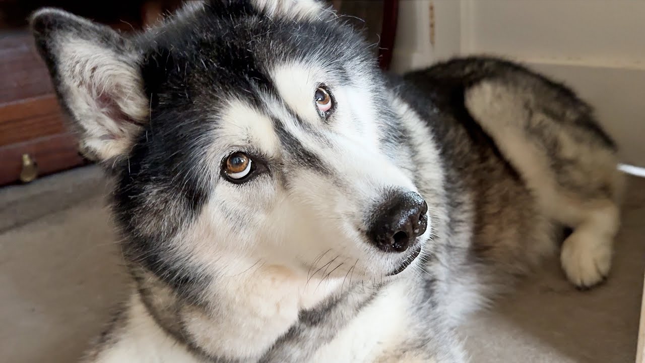 Husky Uses Quiet Voice When I Don’t Reply To Him! - YouTube