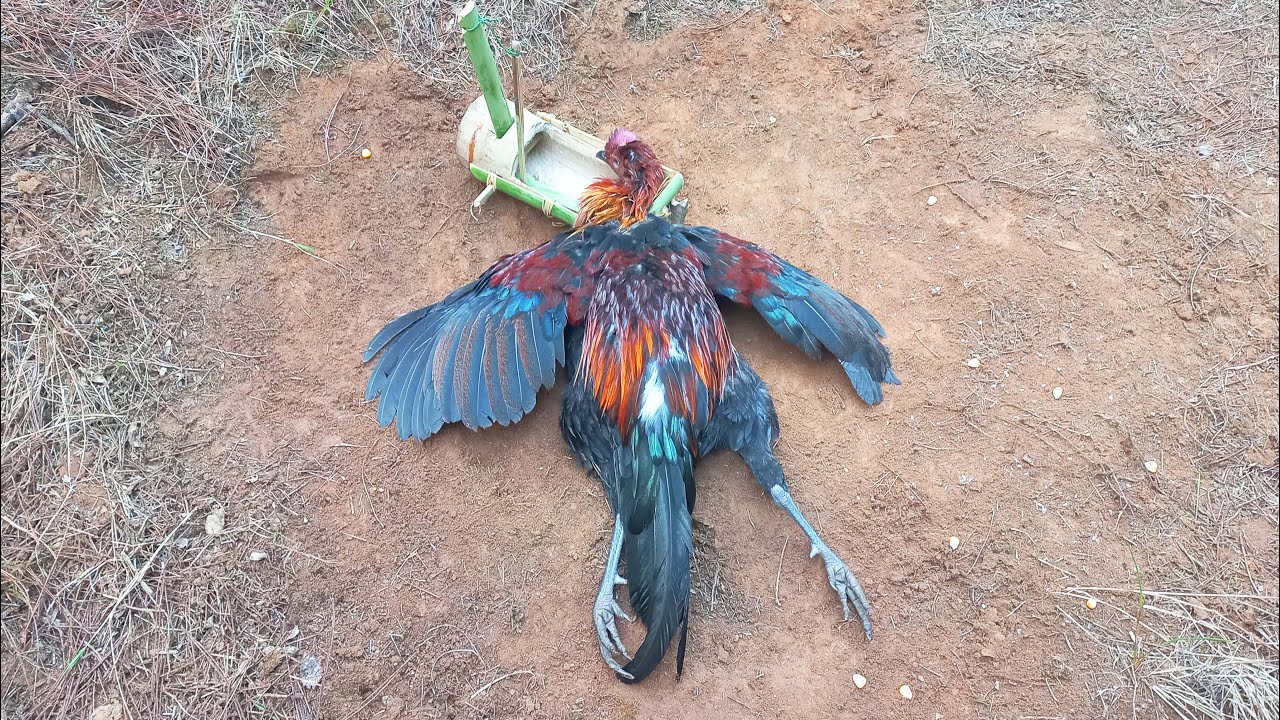 Hunting Man: Got a Wild Chicken by Create This Amazing Bamboo Snare ...