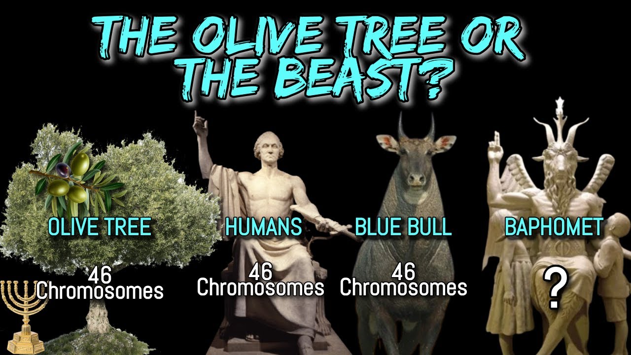 THE OLIVE TREE OR THE BEAST? WHY BOTH HAVE 46 CHROMOSOMES - YouTube
