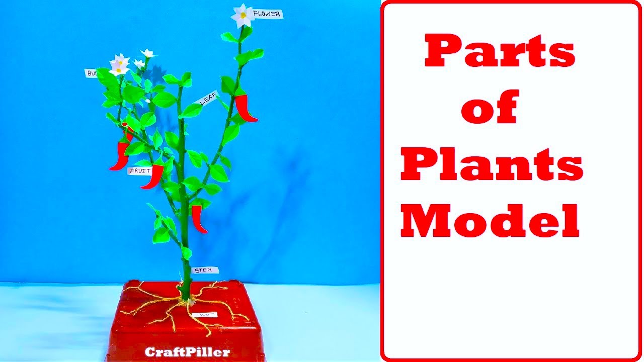 Part Of Plants Model For Science Exhibition Project Craftpiller DIY part-of-plants-model-for-science-exhibition-project-craftpiller-diy