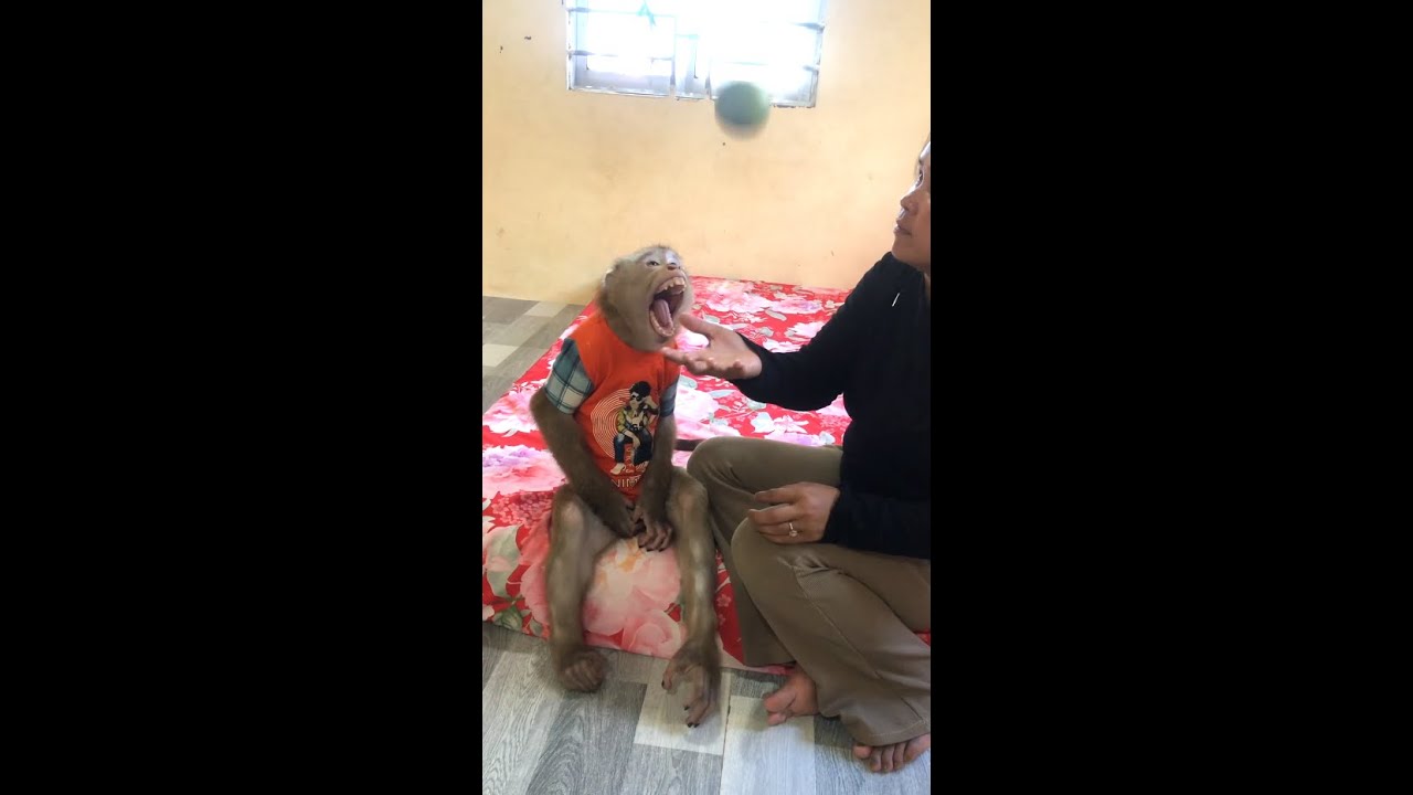 Monkey Jason Is A True Legendary, His Visible Is Awesome - YouTube