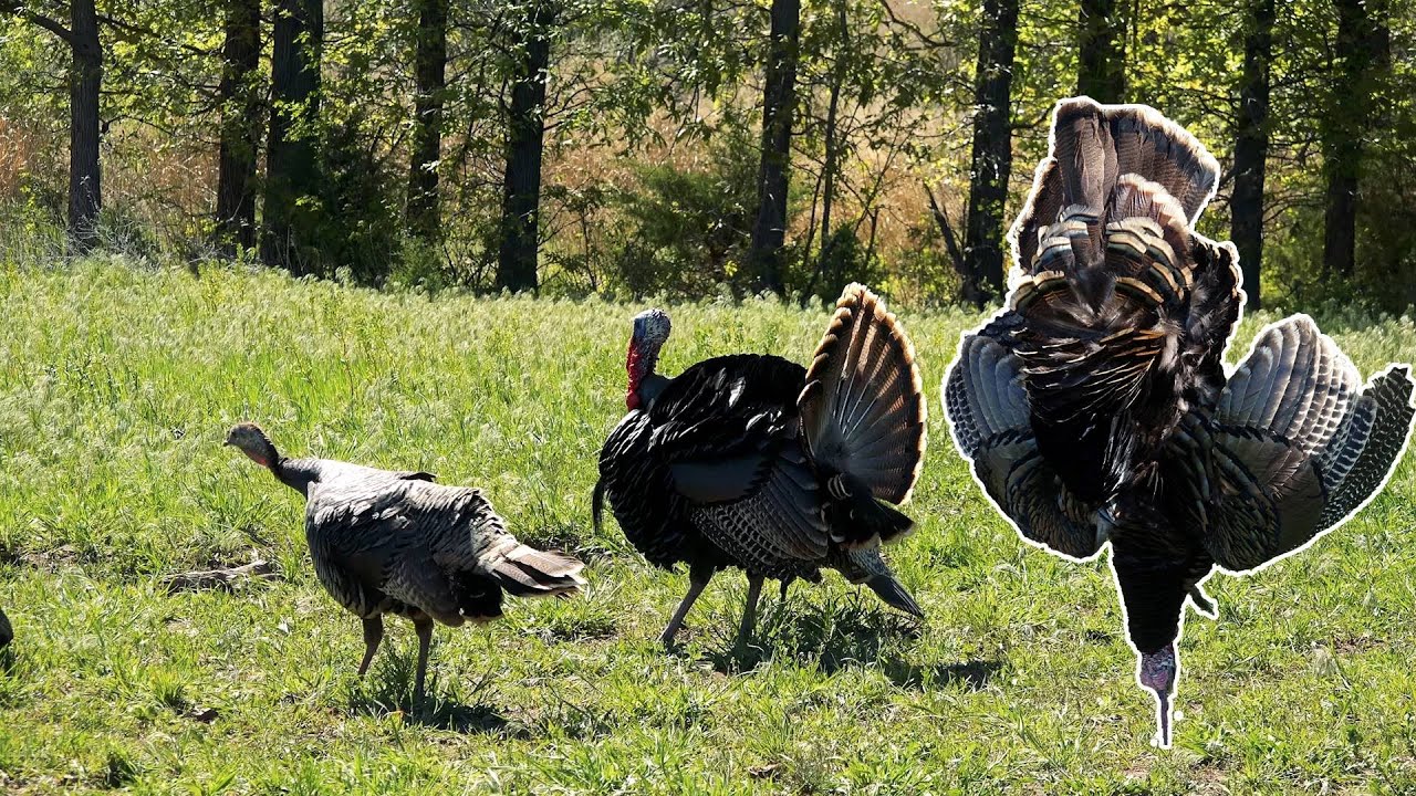 Kansas Limb Hangers - Archery Turkey Hunting - YouTube