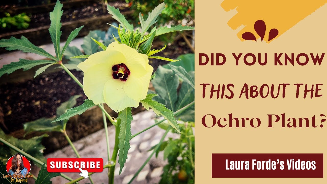 Did You Know This About The Ochro Plant? - YouTube