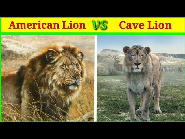 American Lion Vs Siberian Tiger